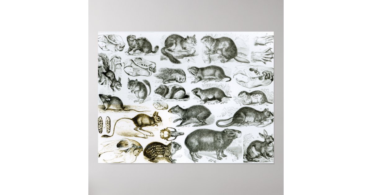 Rodentia-Rodents or Gnawing Animals Poster | Zazzle