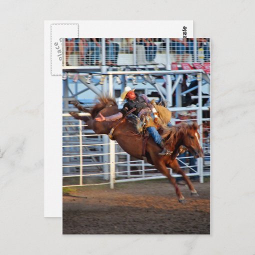 Rodeo! Postcard | Zazzle