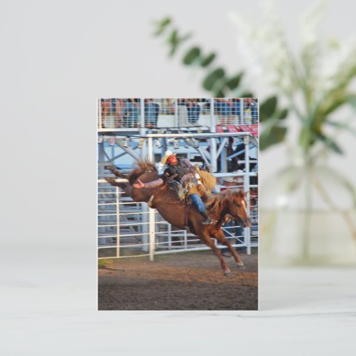 Rodeo! Postcard | Zazzle