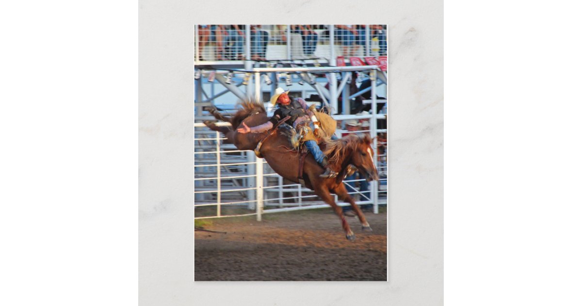 Rodeo! Postcard | Zazzle
