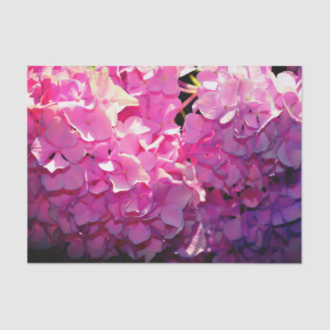 Romantic pink floral elegant hydrangeas tissue paper | Zazzle