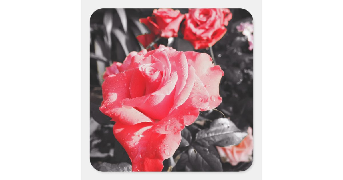 Romantic Red Roses Square Sticker | Zazzle