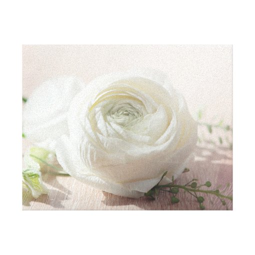 Romantic White Rose Canvas Print | Zazzle