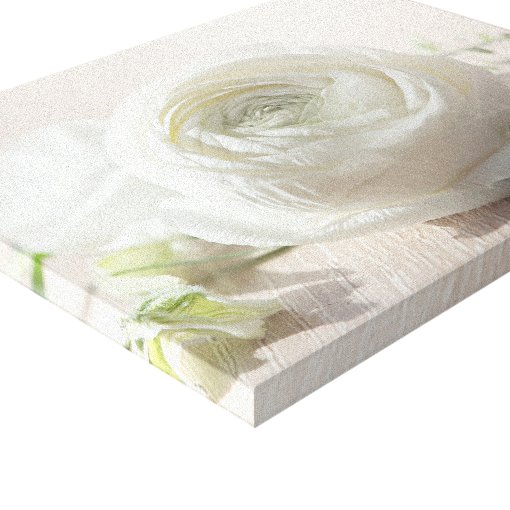 Romantic White Rose Canvas Print | Zazzle