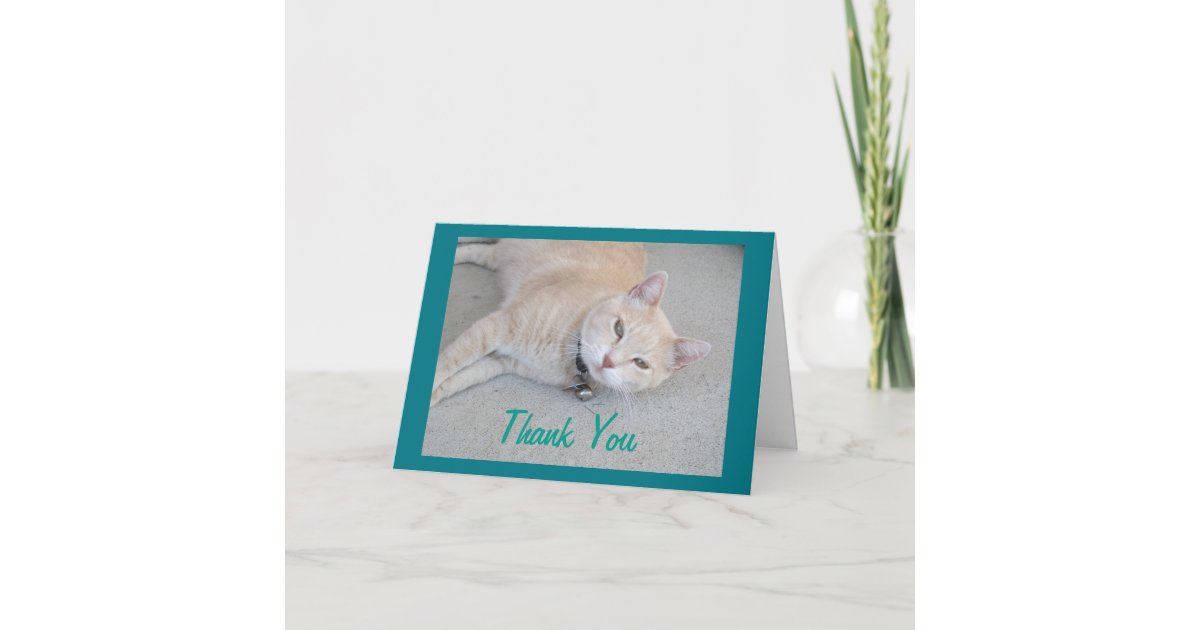 Romeo The Cat Thank You Greeting Card | Zazzle