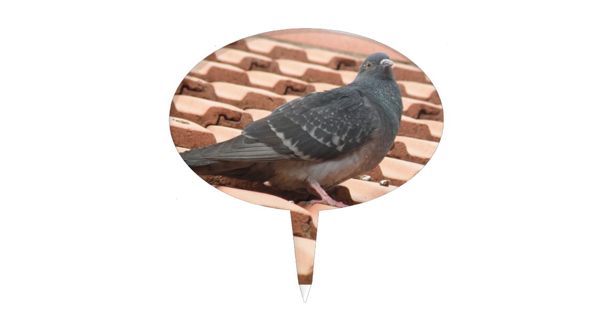 Rooftop Pigeon Cake Pick | Zazzle