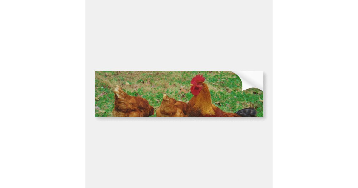Rooster and his Chickens Bumper Sticker | Zazzle