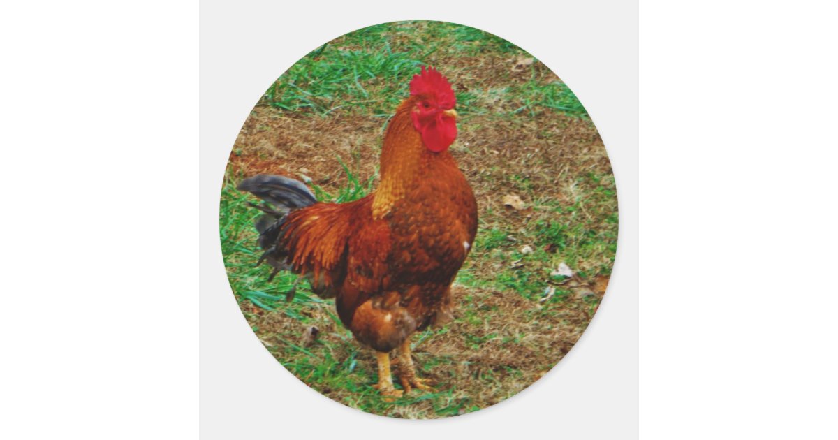 Rooster Classic Round Sticker | Zazzle