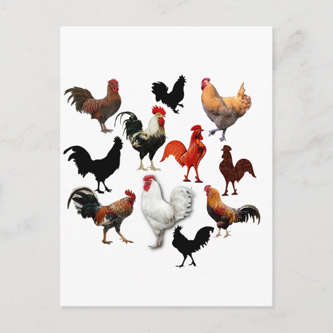 Rooster Collage Vintage Rustic Chickens Postcard | Zazzle