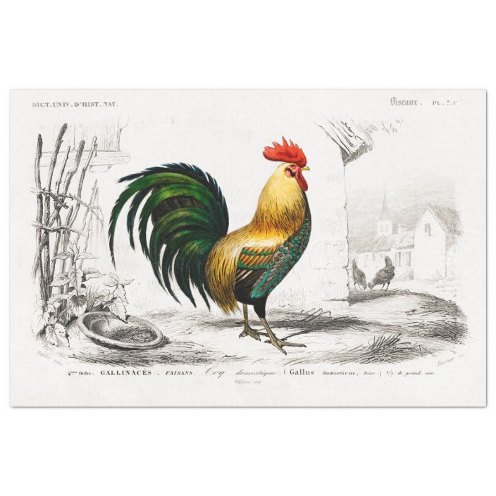 Rooster Ephemera Decoupage Vintage Farm Chicken Tissue Paper | Zazzle.com