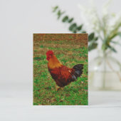 Rooster Facing Left Postcard | Zazzle