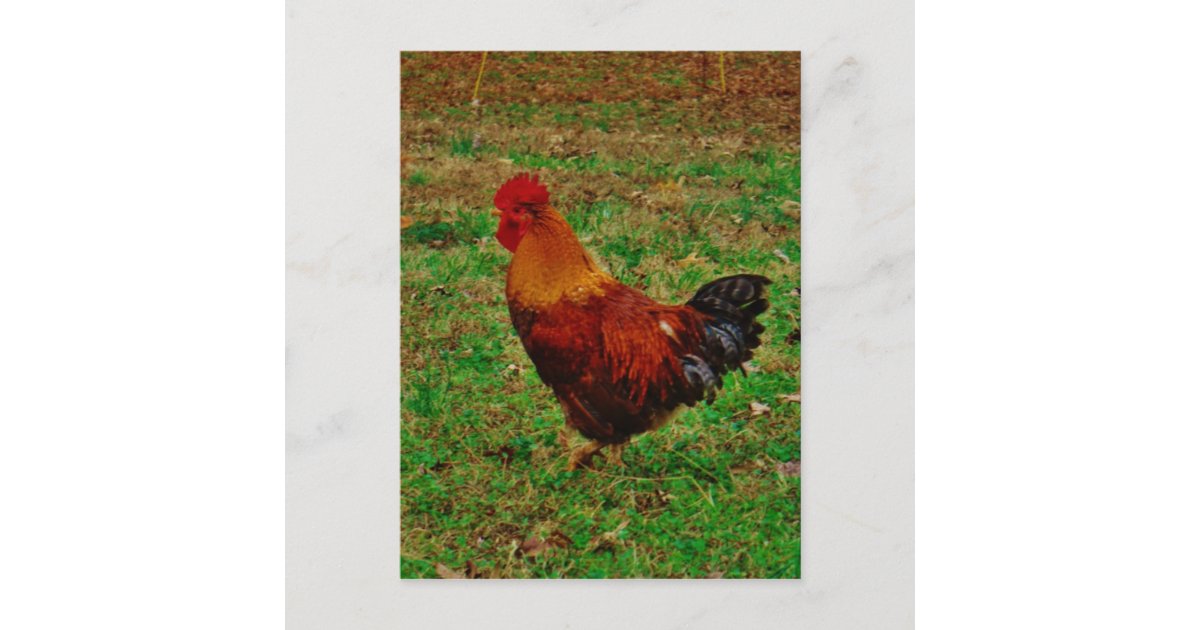 Rooster Facing Left Postcard | Zazzle