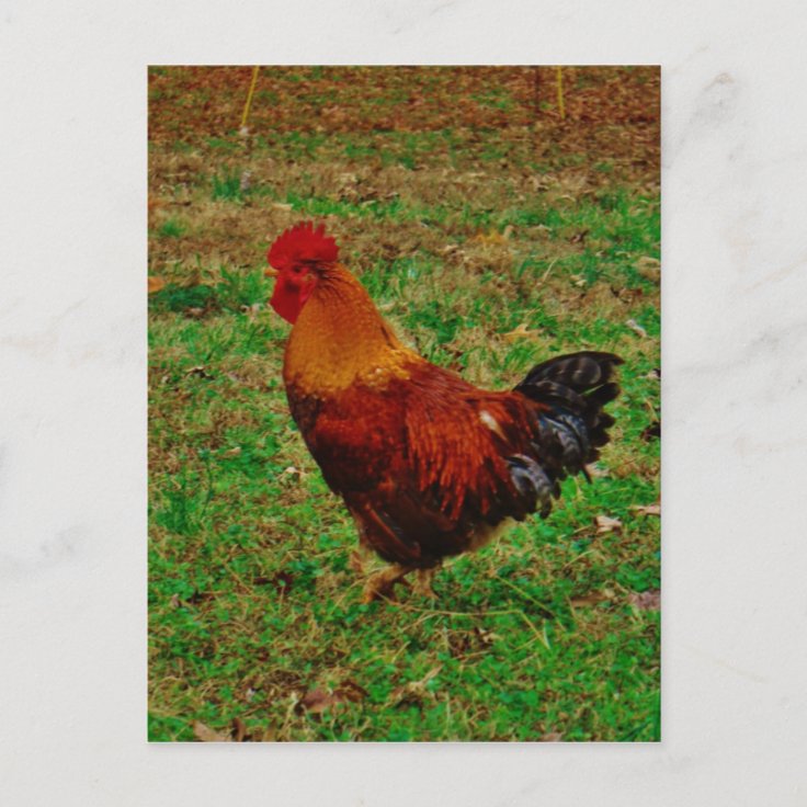 Rooster Facing Left Postcard | Zazzle