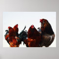 Rooster Gang Chicken Rooster Art Poster | Zazzle