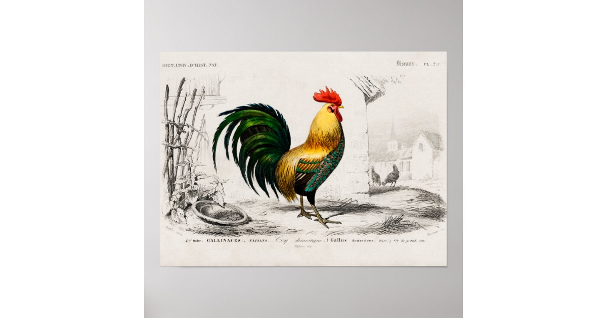 Rooster on farm poster | Zazzle