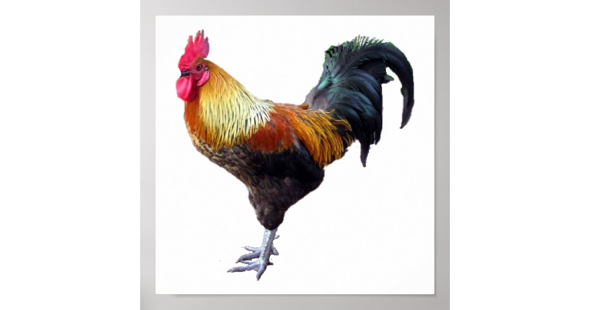 Rooster Plain Poster | Zazzle