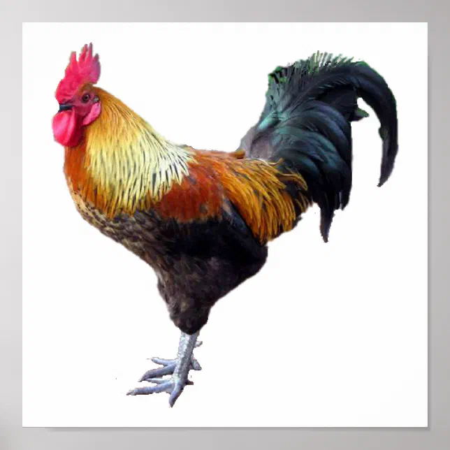 Rooster Plain Poster | Zazzle