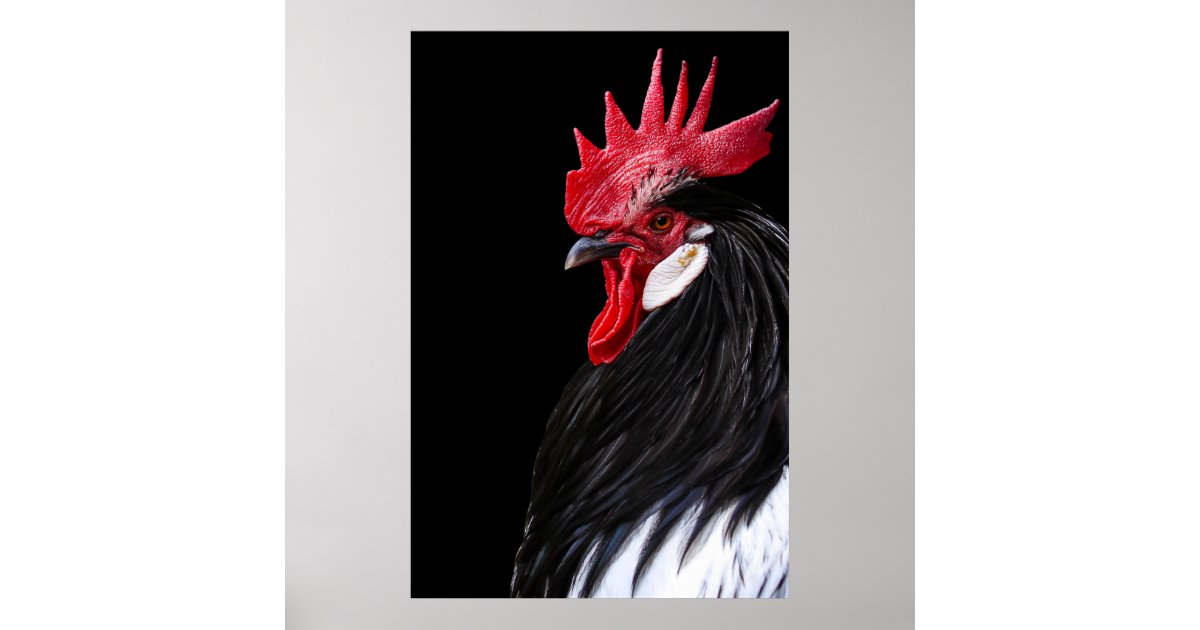 Rooster portrait poster | Zazzle