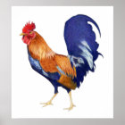 Rooster Poster | Zazzle