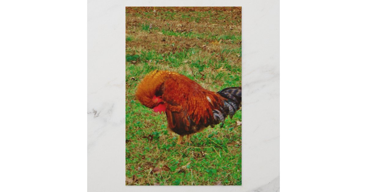Rooster Preening | Zazzle