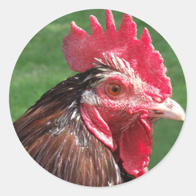 Rooster Stickers | Zazzle
