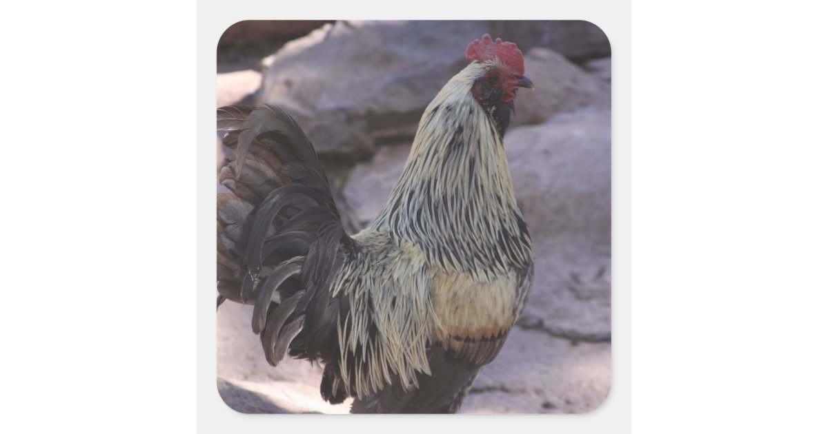 Rooster Stickers | Zazzle