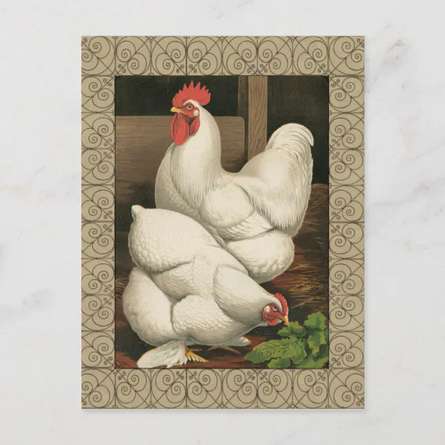 Roosters & Hen outside Hen House with White Border Postcard | Zazzle