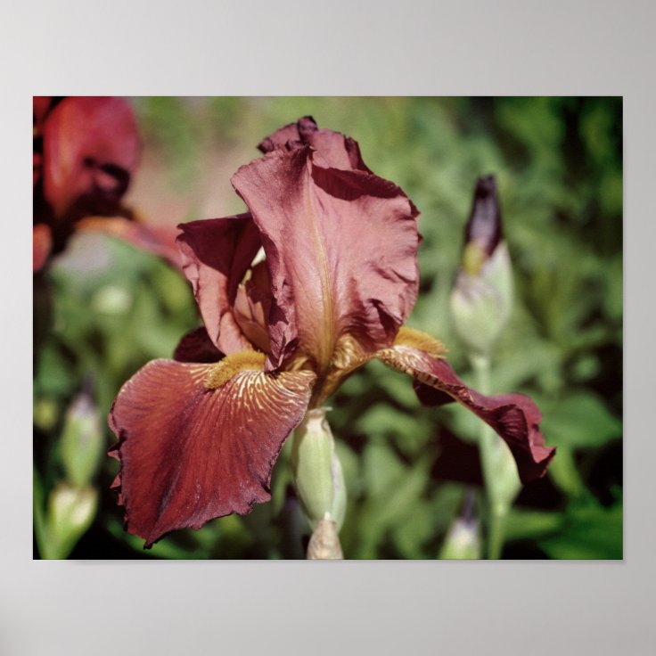 Root Beer Bearded Iris In Sunlight Poster | Zazzle