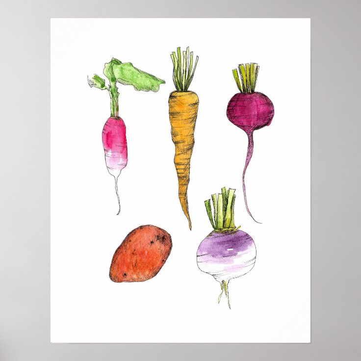 Root Vegetables Watercolor Ink Kitchen Art Poster | Zazzle