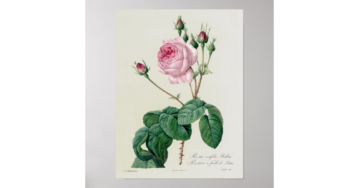 Rosa Centifolia Bullata Poster | Zazzle