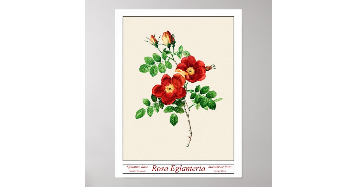 Rosa Eglanteria Beige Poster | Zazzle