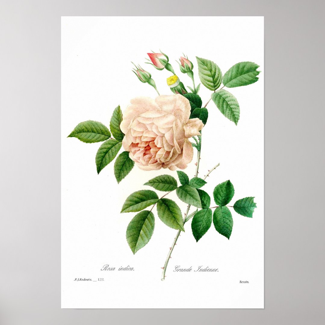 Rosa indica poster | Zazzle