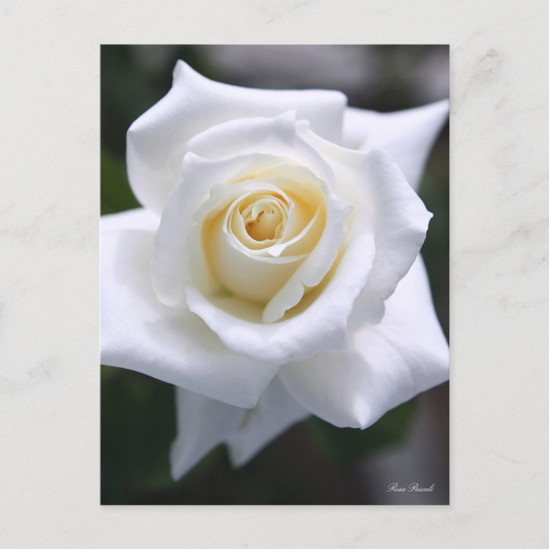 Rosa Pascali Postcard | Zazzle