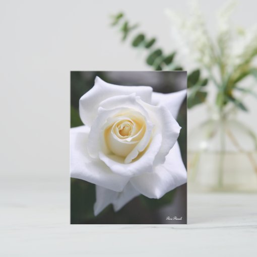 Rosa Pascali Postcard | Zazzle
