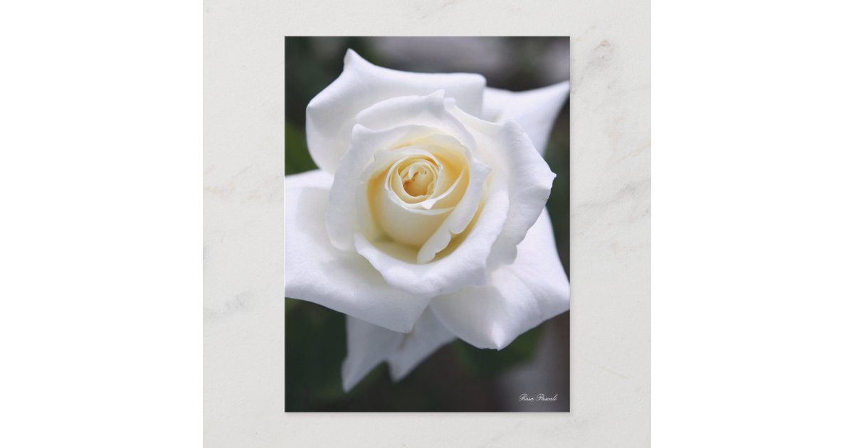 Rosa Pascali Postcard | Zazzle