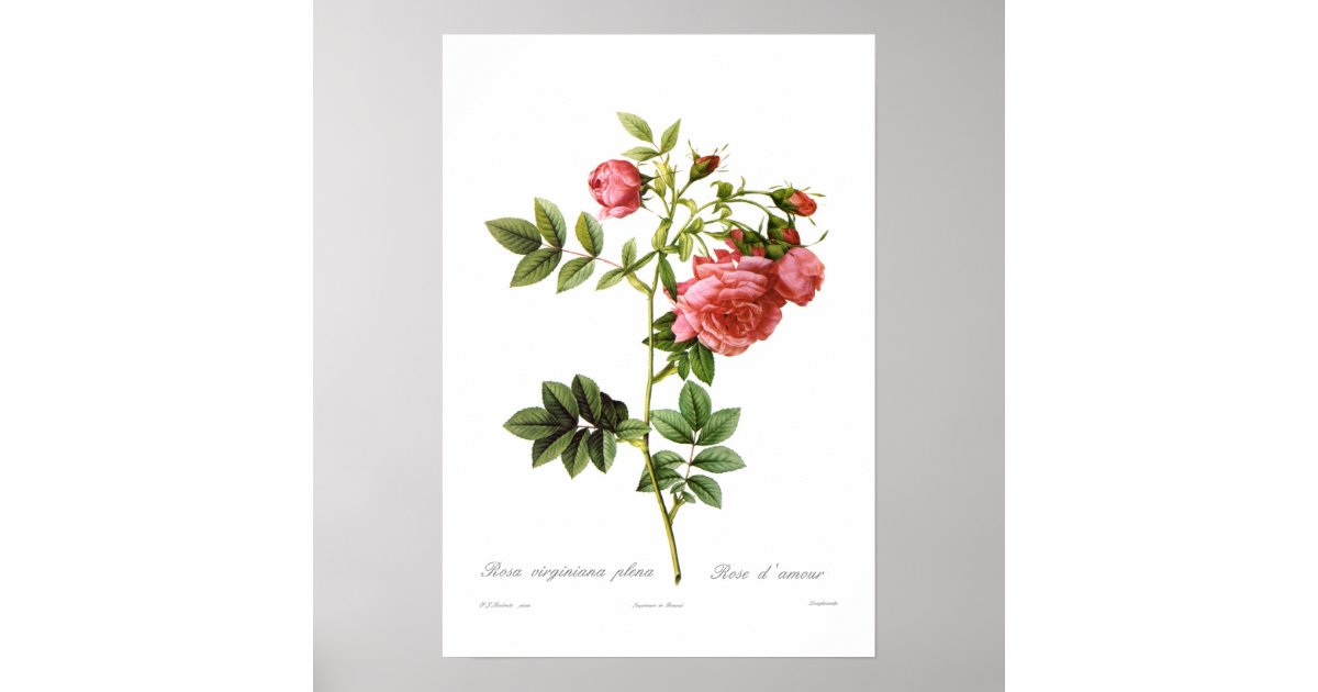 Rosa virginiana plena poster | Zazzle