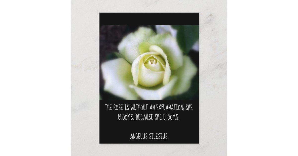 Rose Blooms Because Quote Postcard | Zazzle