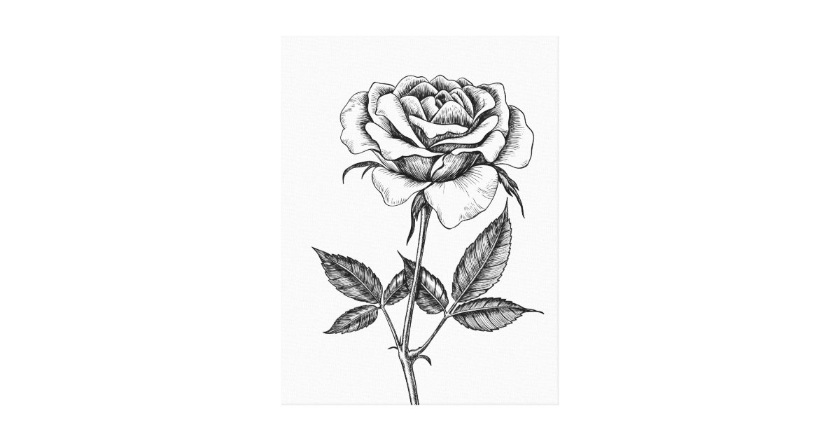 Rose drawing canvas print | Zazzle