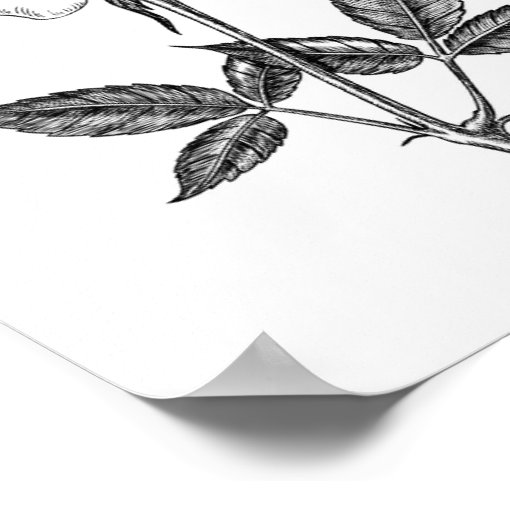 Rose drawing poster | Zazzle