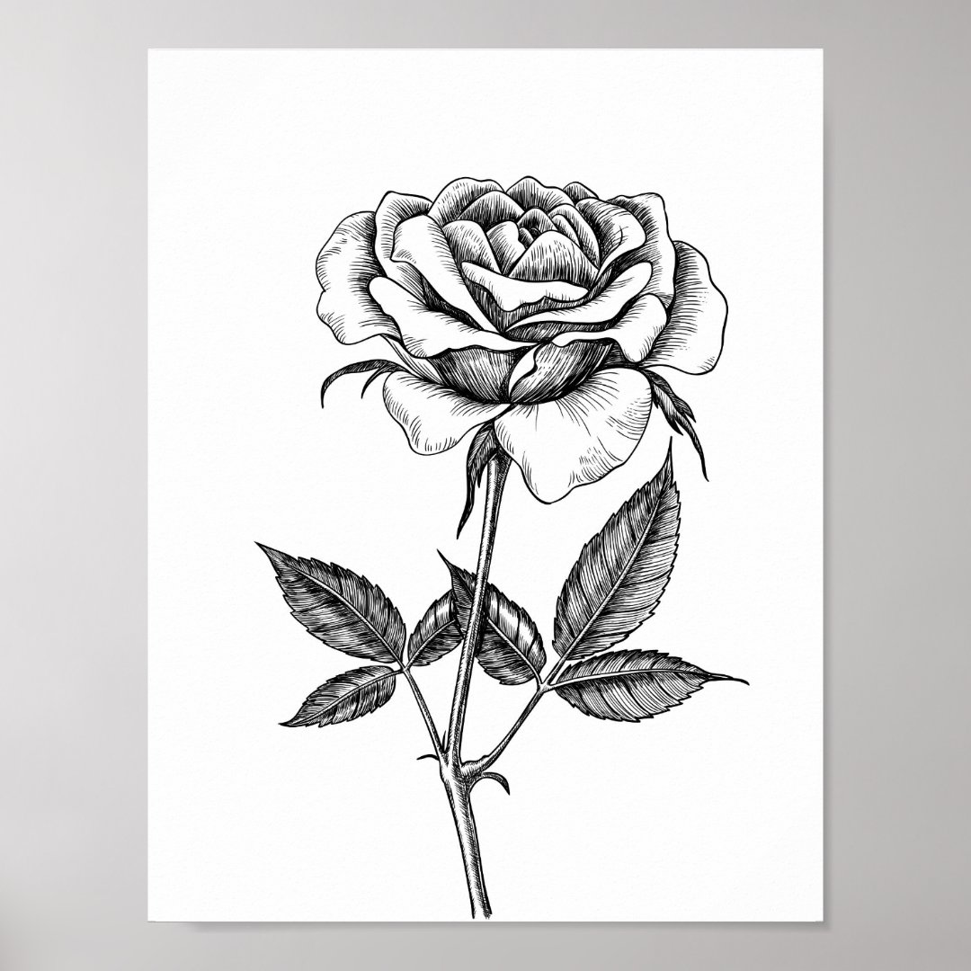 Rose drawing poster | Zazzle