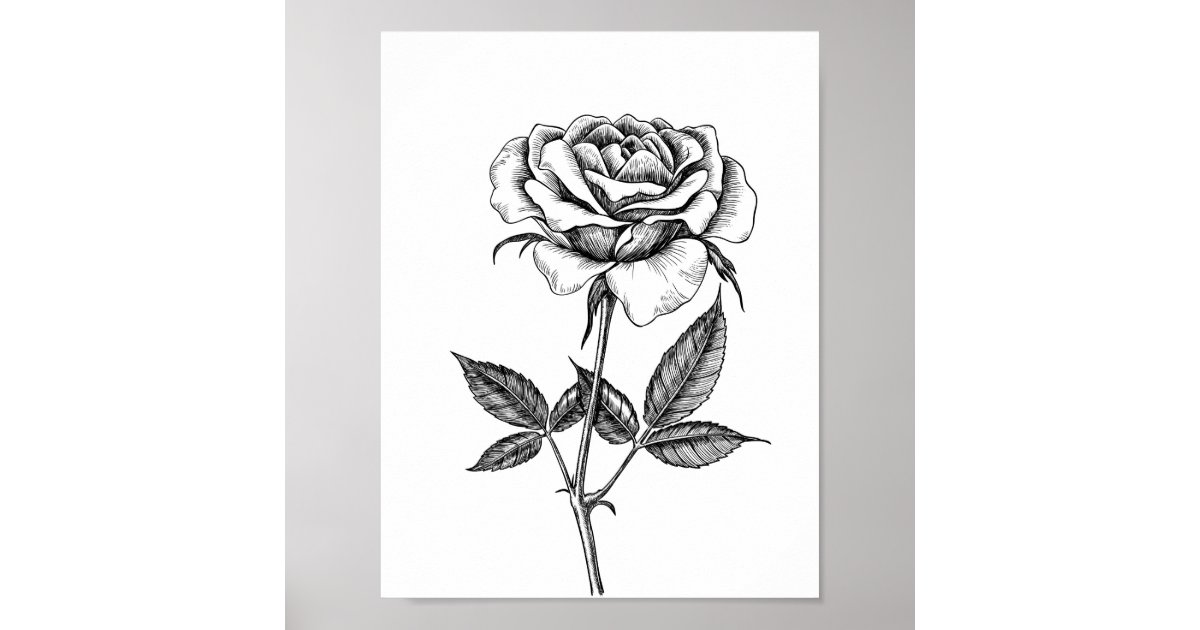 Rose drawing poster | Zazzle