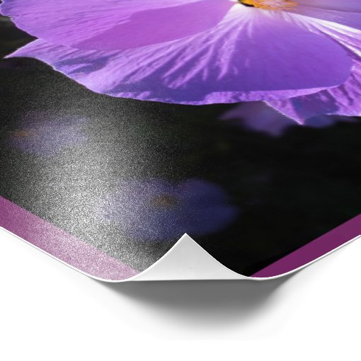 Rose of Sharon Print | Zazzle