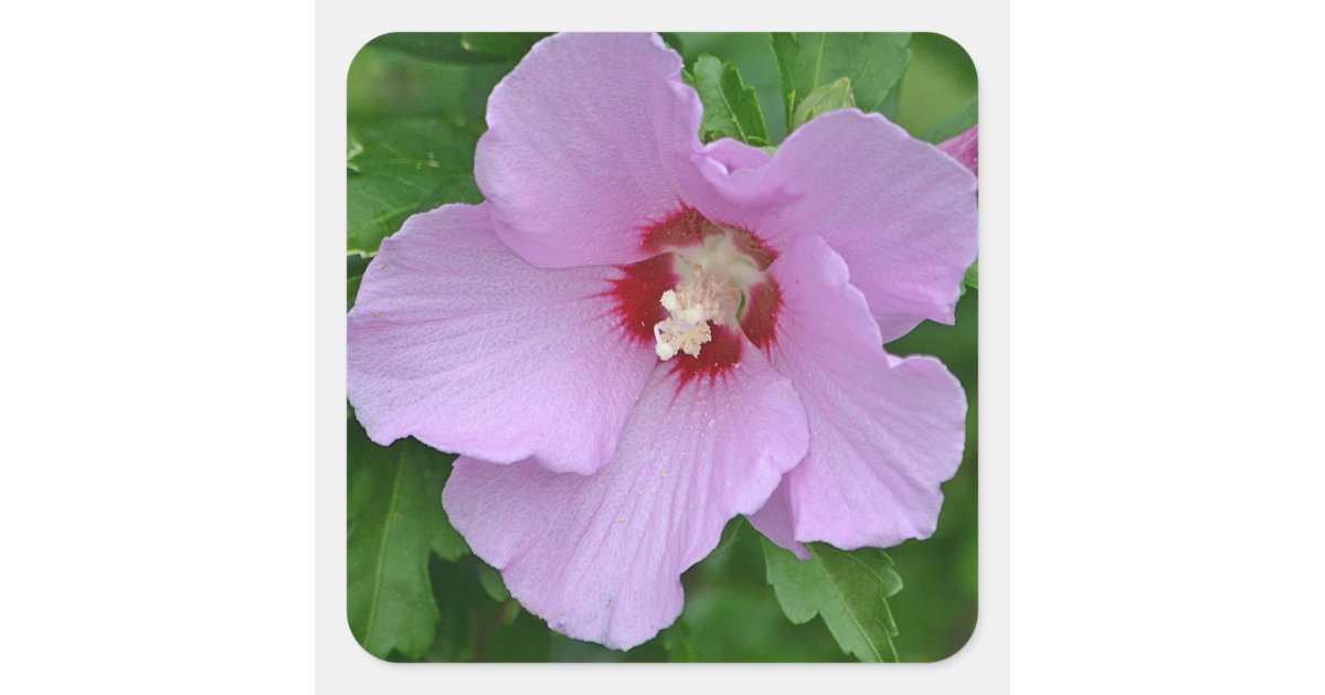 Rose Of Sharon Sticker | Zazzle