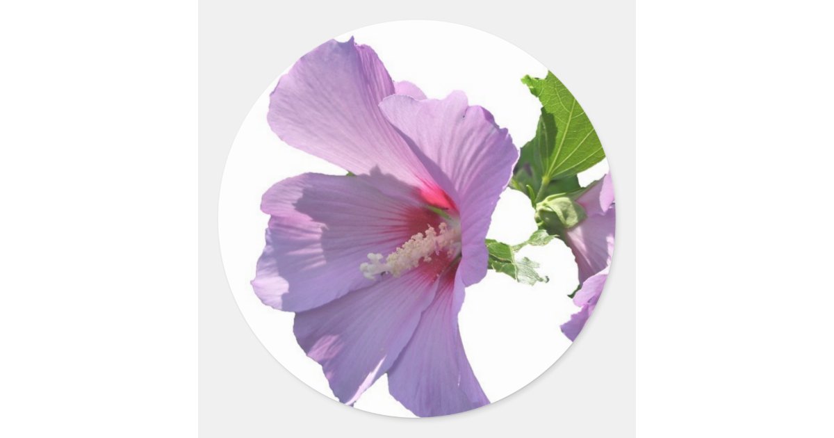 Rose of Sharon Sticker | Zazzle