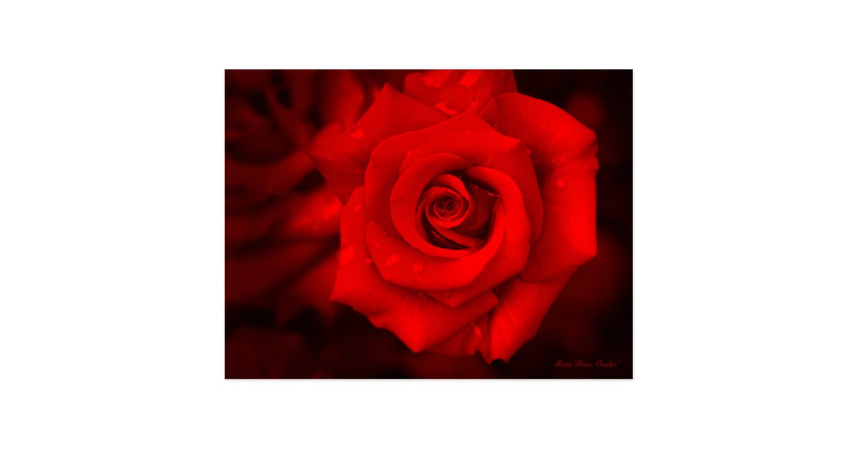 Rose Osaka: Postcard | Zazzle.com