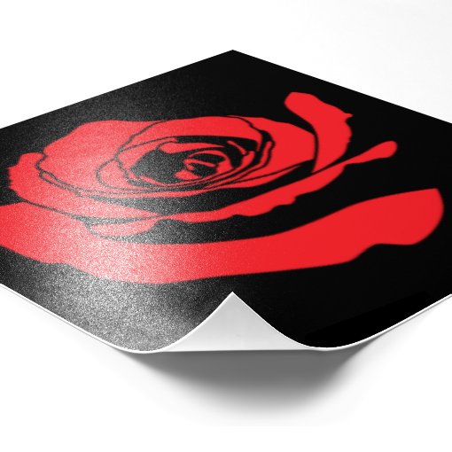 rose photo print | Zazzle