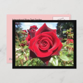 Rose Postcard | Zazzle