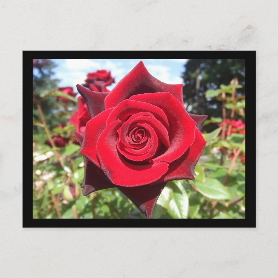 Rose Postcard | Zazzle
