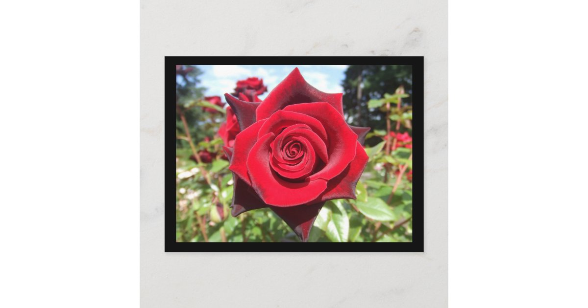 Rose Postcard | Zazzle