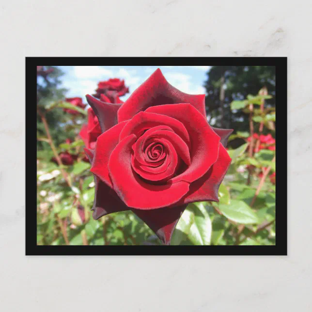 Rose Postcard | Zazzle